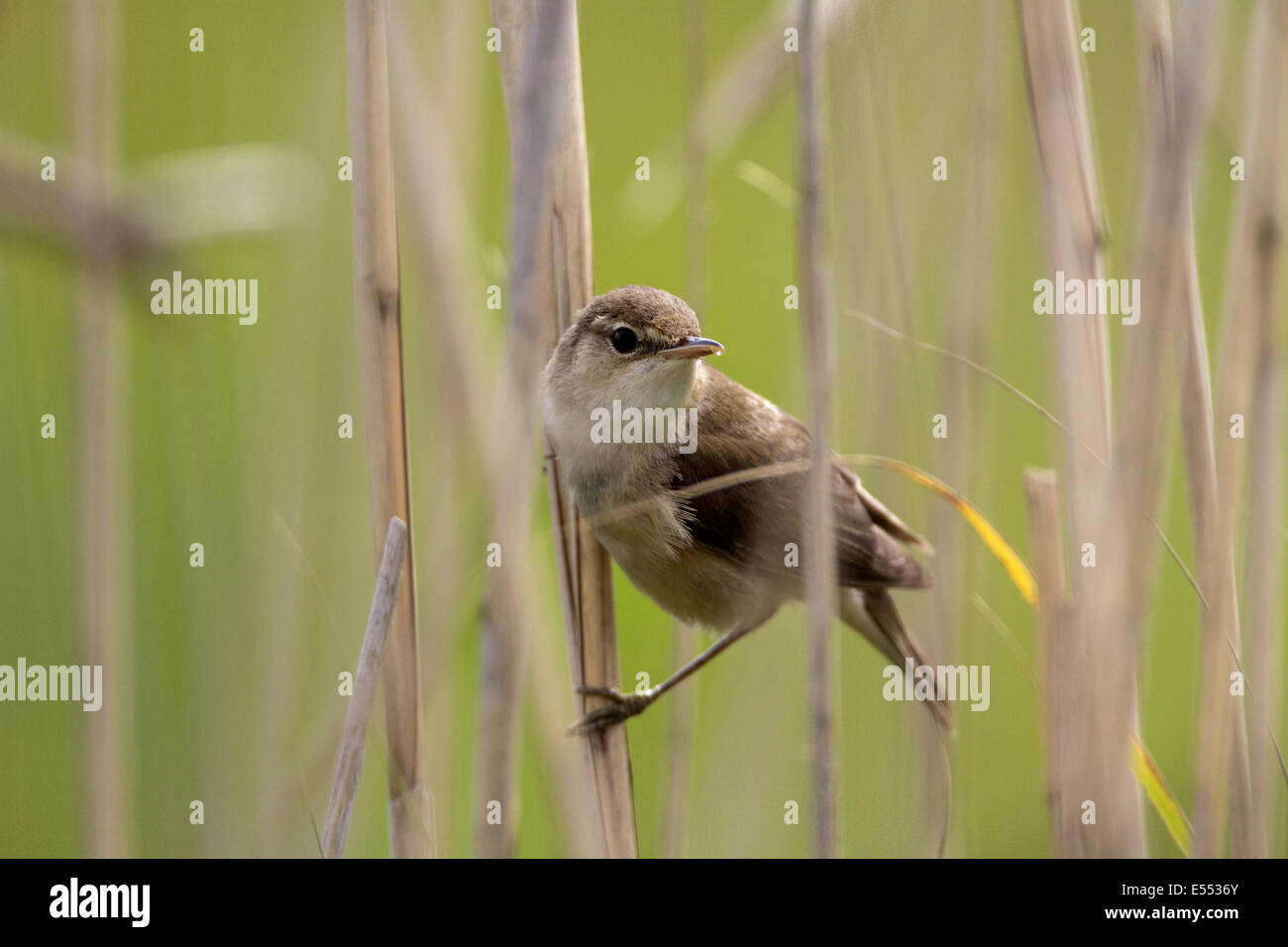 European Reed Warbler on reeds - Deepdale Marsh Norfolk Stock Photo - Alamy