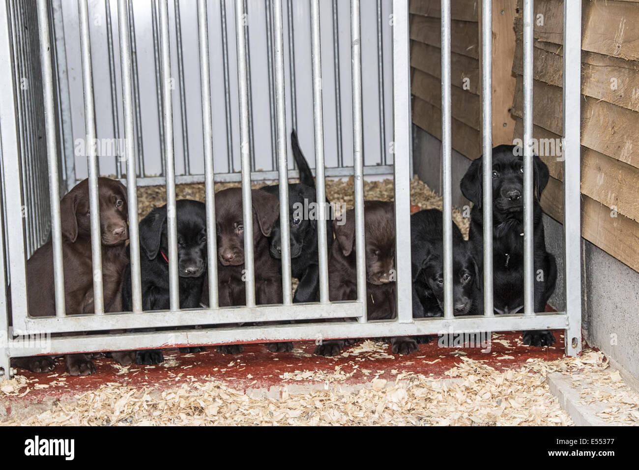 Chocolate and Black Labrador puppies about 6 week old Stock Photo - Alamy