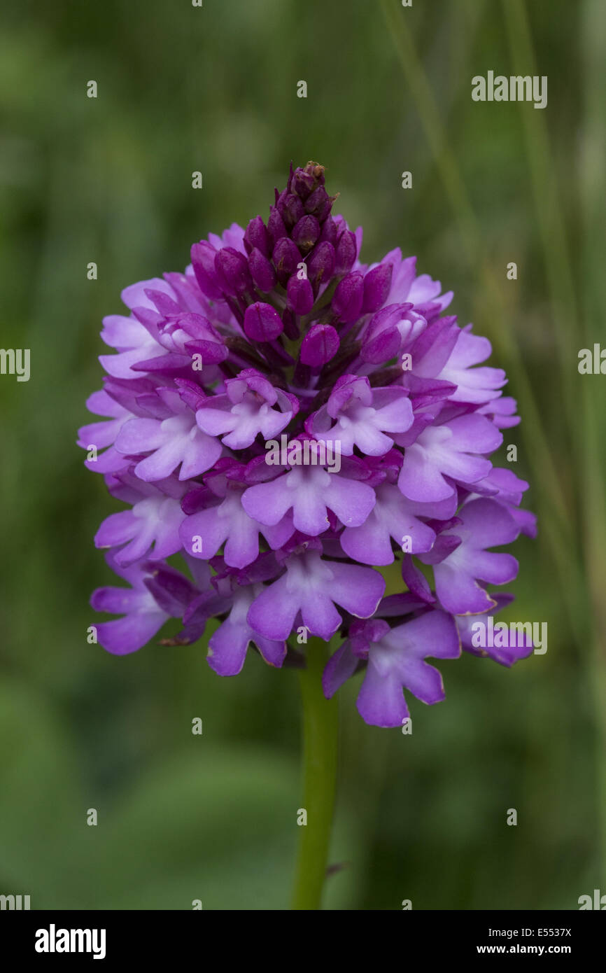 Pyramidal Orchid, flowering head Stock Photo - Alamy