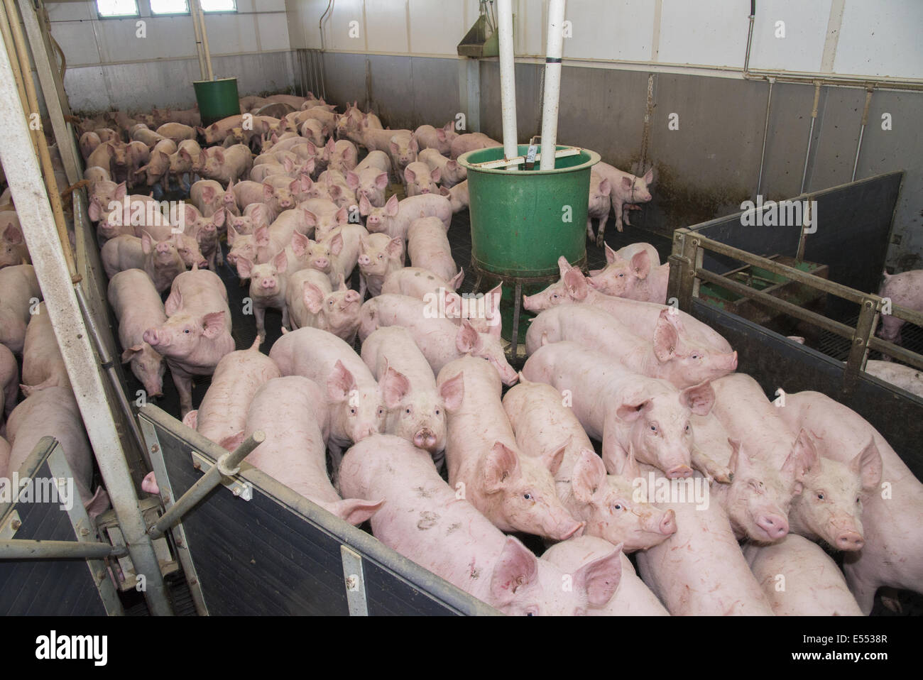 Pig pens on farm hi-res stock photography and images - Alamy