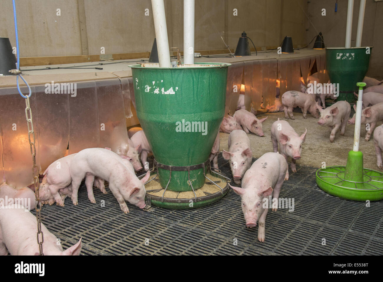 Pig farming, weaner piglets, with automatic feeders and heat lamps, on ...