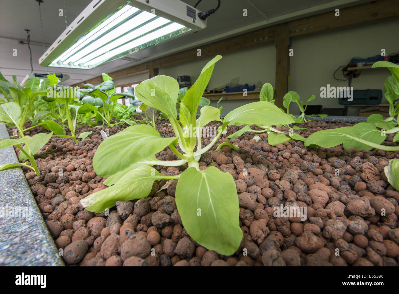 Pak choi growing in aquaponics unit, water from tanks containing ...