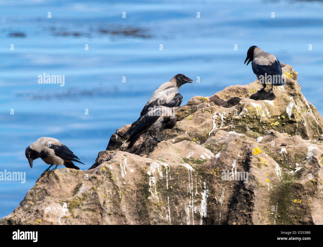 A group of Hooded Crows resting on a rock outcrop on the North Antrim ...