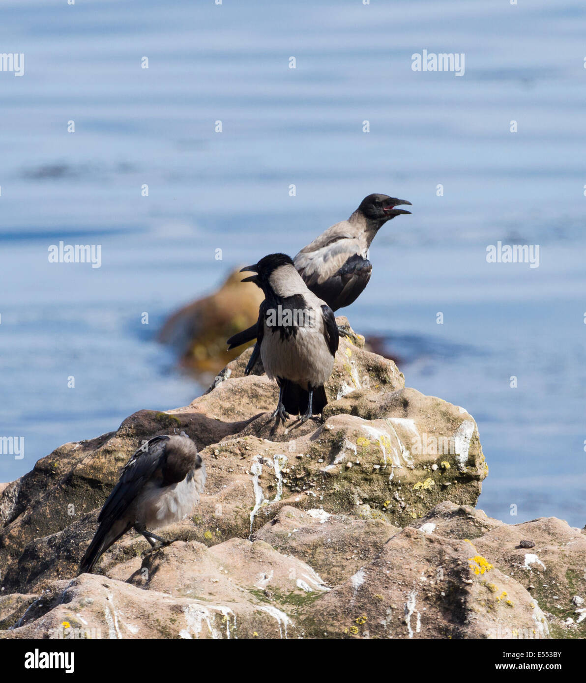 A group of Hooded Crows resting on a rock outcrop on the North Antrim ...
