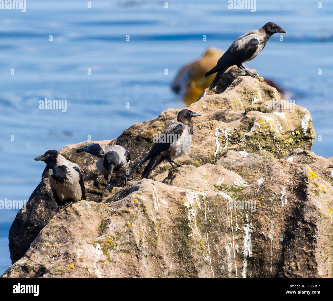 A group of Hooded Crows resting on a rock outcrop on the North Antrim ...