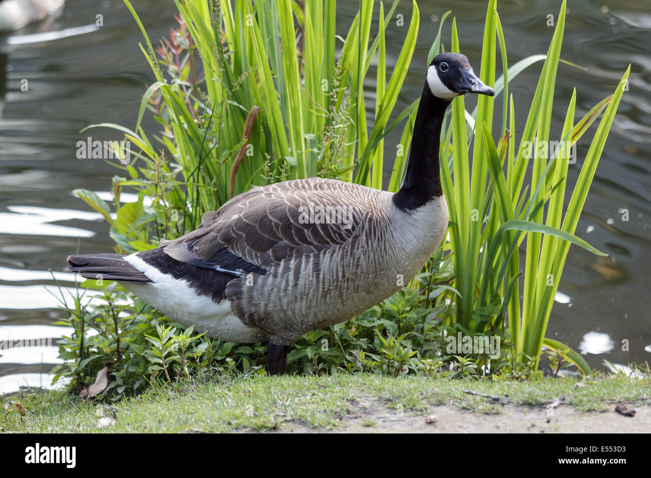 duck on background of green bush Stock Photo - Alamy