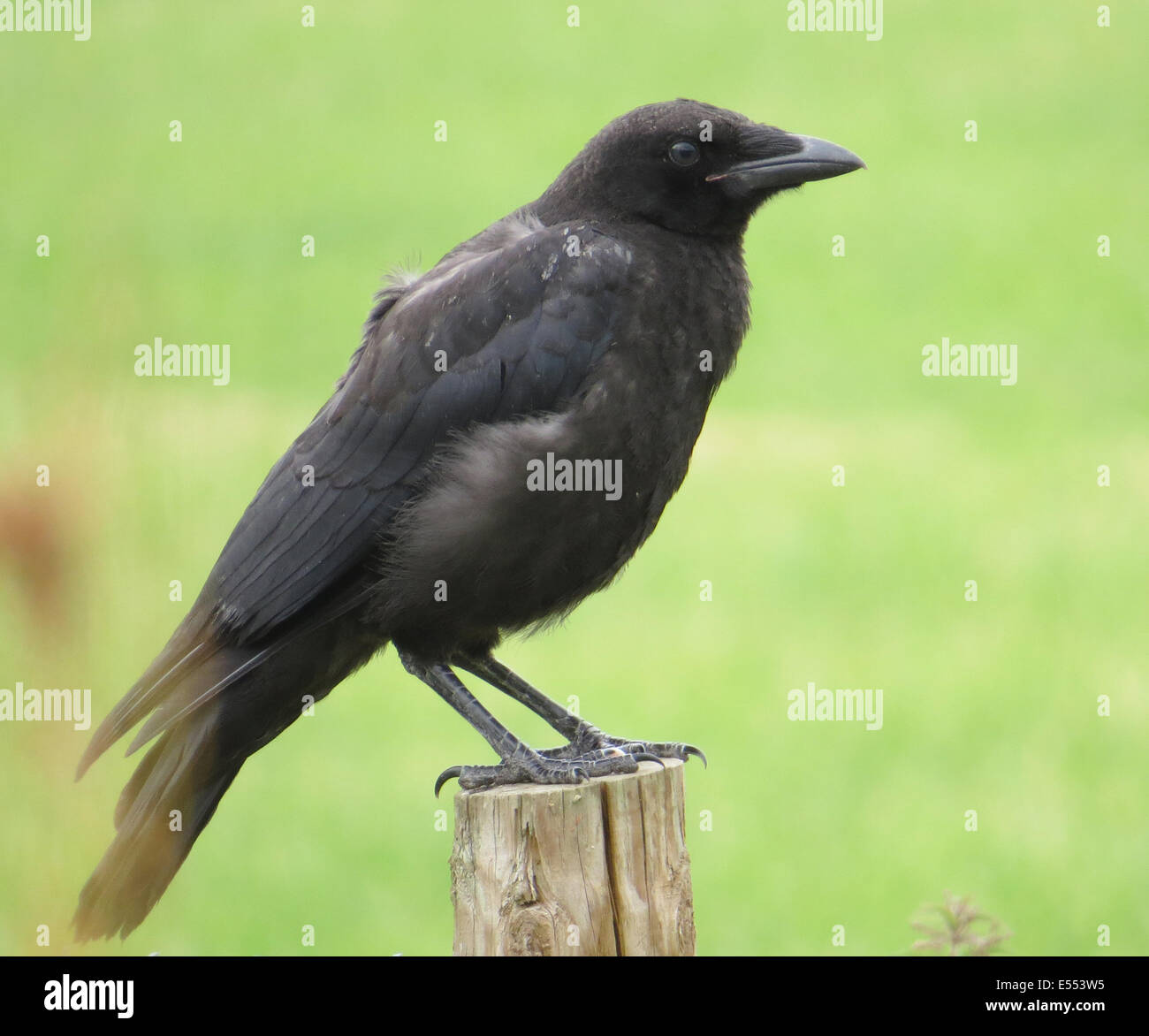 Crow birds hi-res stock photography and images - Alamy