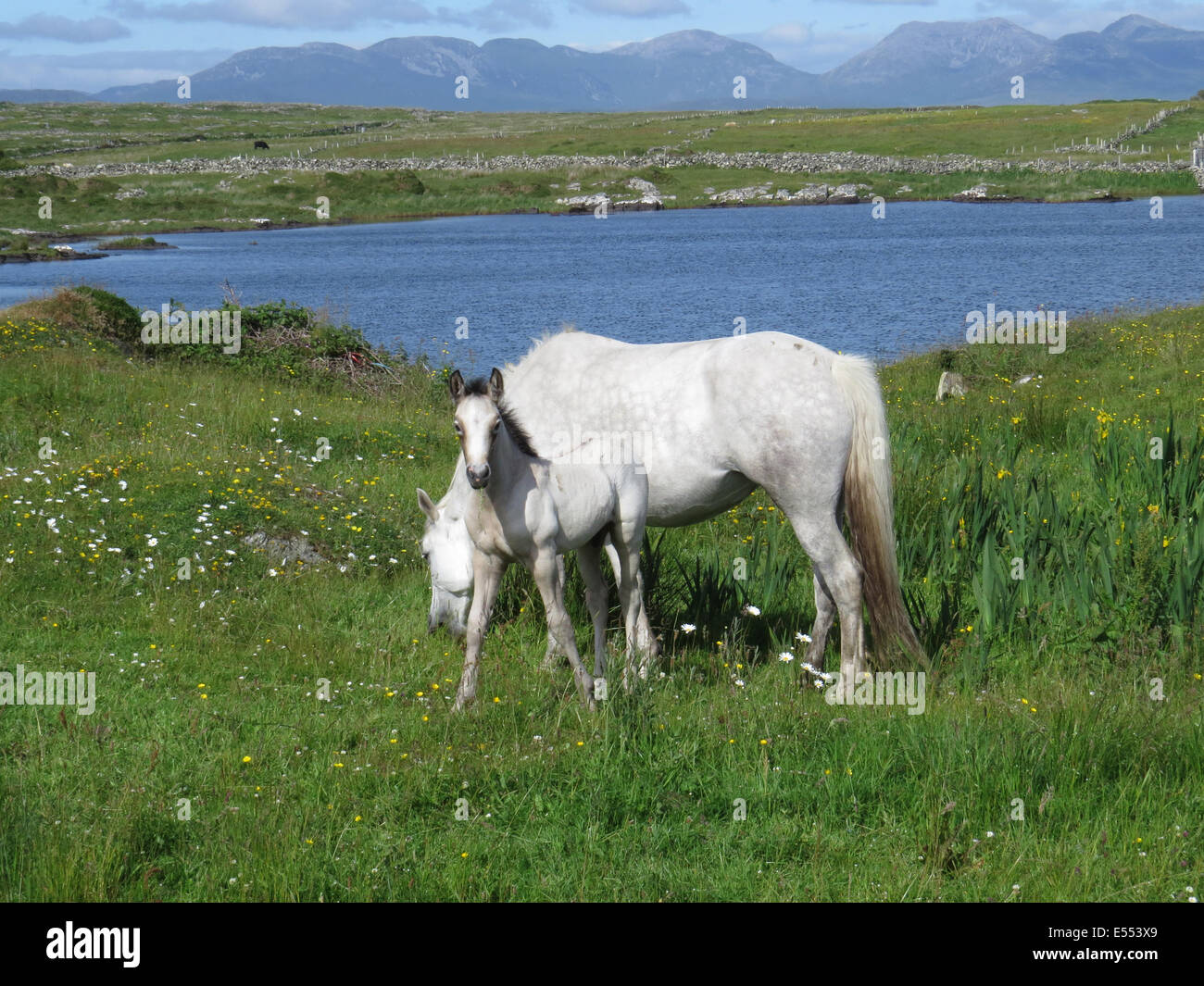 Ireland white horse hi-res stock photography and images - Alamy