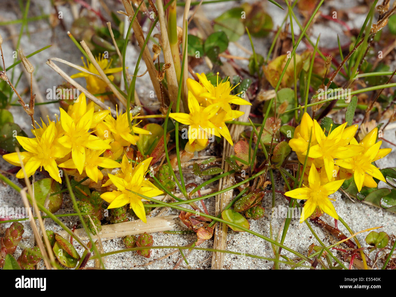 Biting Stonecrop - Sedum acre, Growing on Shell Sand Dunes on North ...