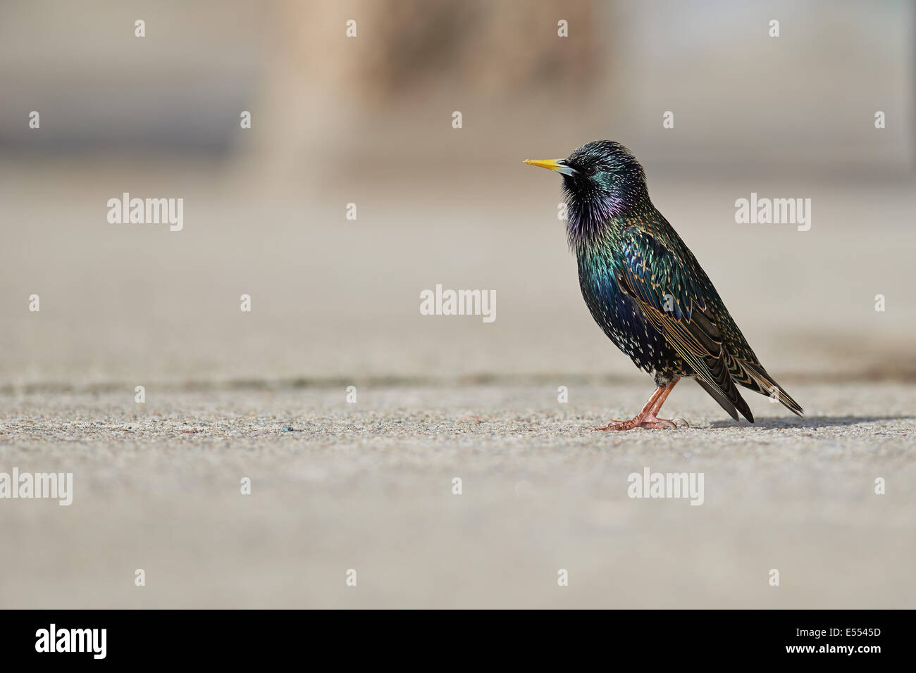 Starling colours hi-res stock photography and images - Alamy