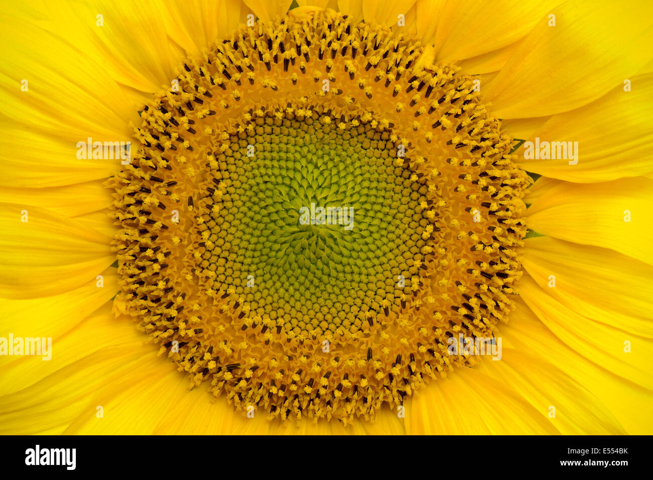 close front view of sunflower head and petals Stock Photo - Alamy