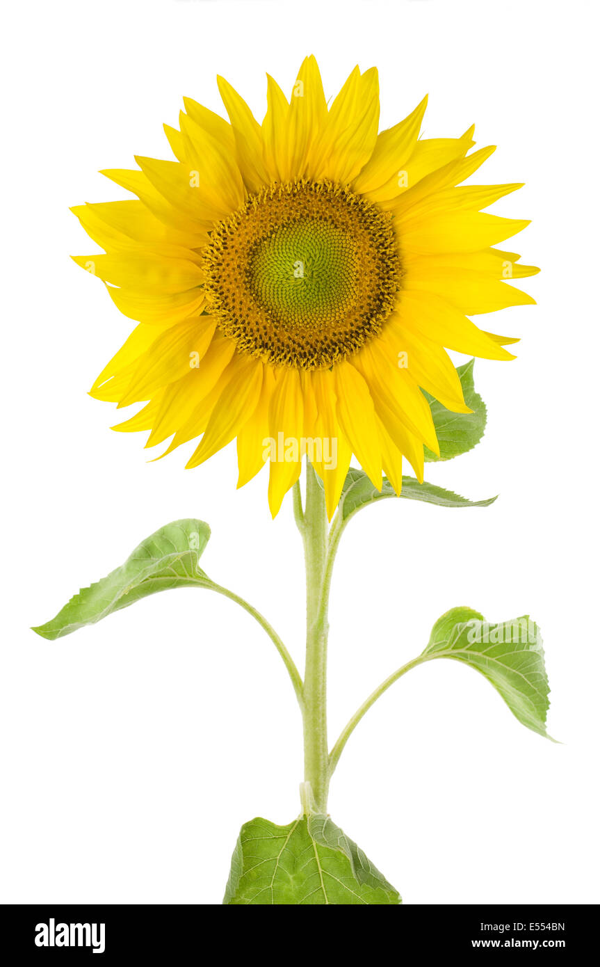 Sunflowers White Background