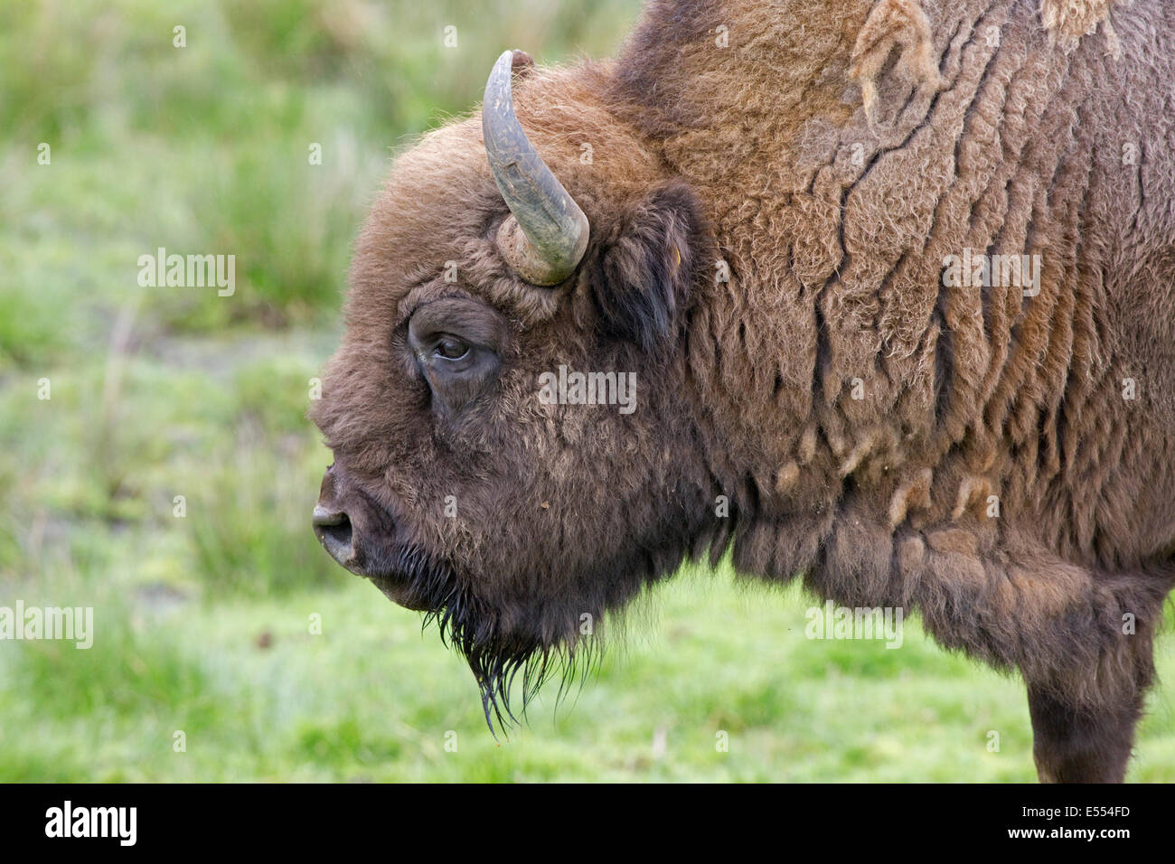 European bison or Wisent Bison bonasus Highland Wildlife Park Kincraig ...
