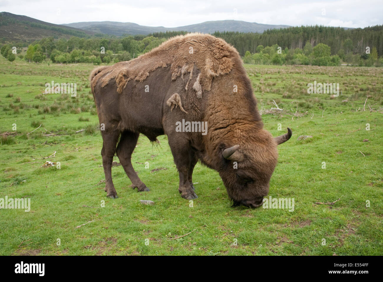European bison wisent Bison bonasus grazing Highland Wildlife Park ...