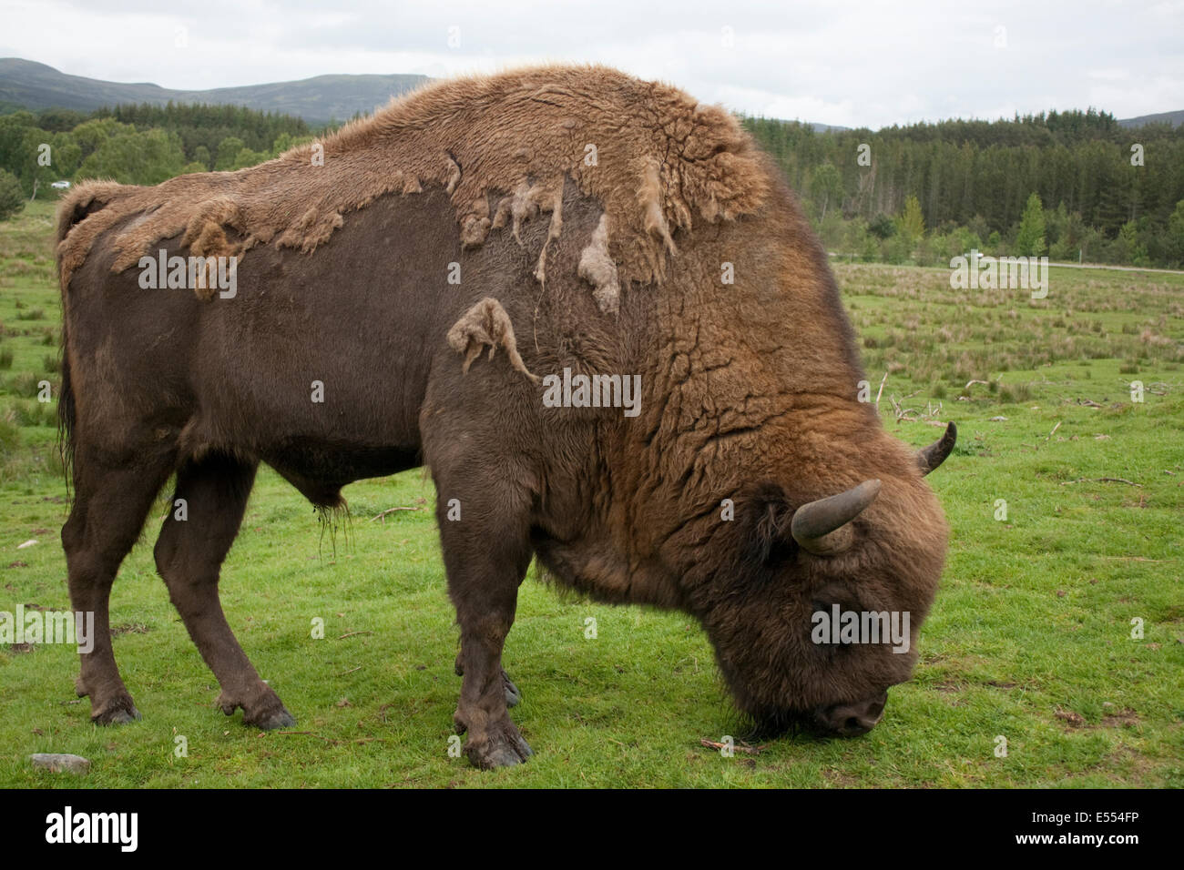 European bison wisent Bison bonasus grazing Highland Wildlife Park ...