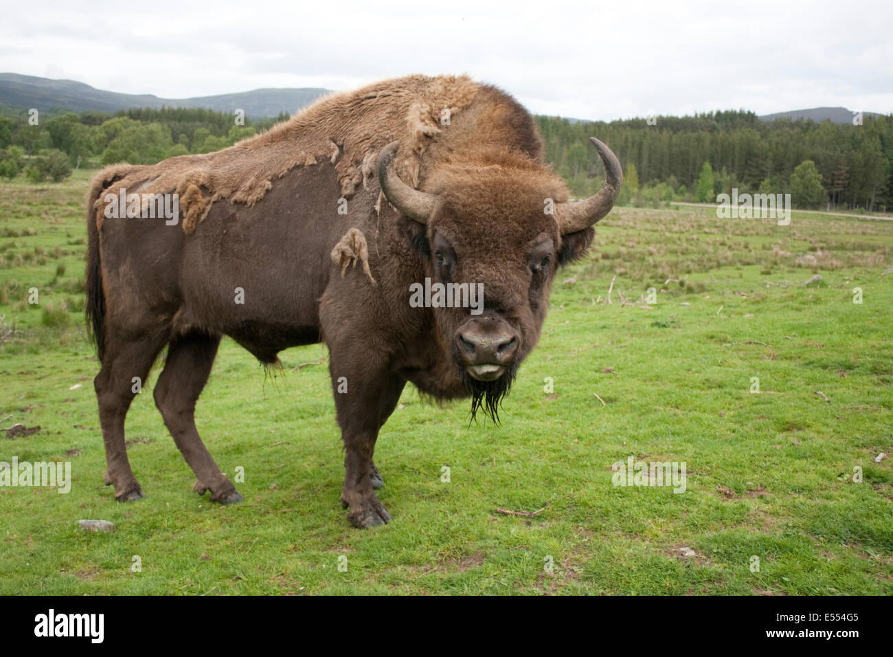 European bison wisent Bison bonasus Highland Wildlife Park Kincraig ...