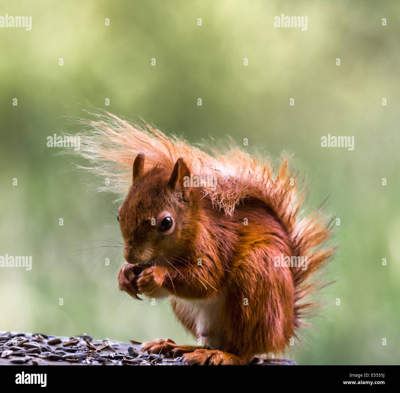 Red Squirrel, Sciurus Vulgaris Stock Photo - Alamy