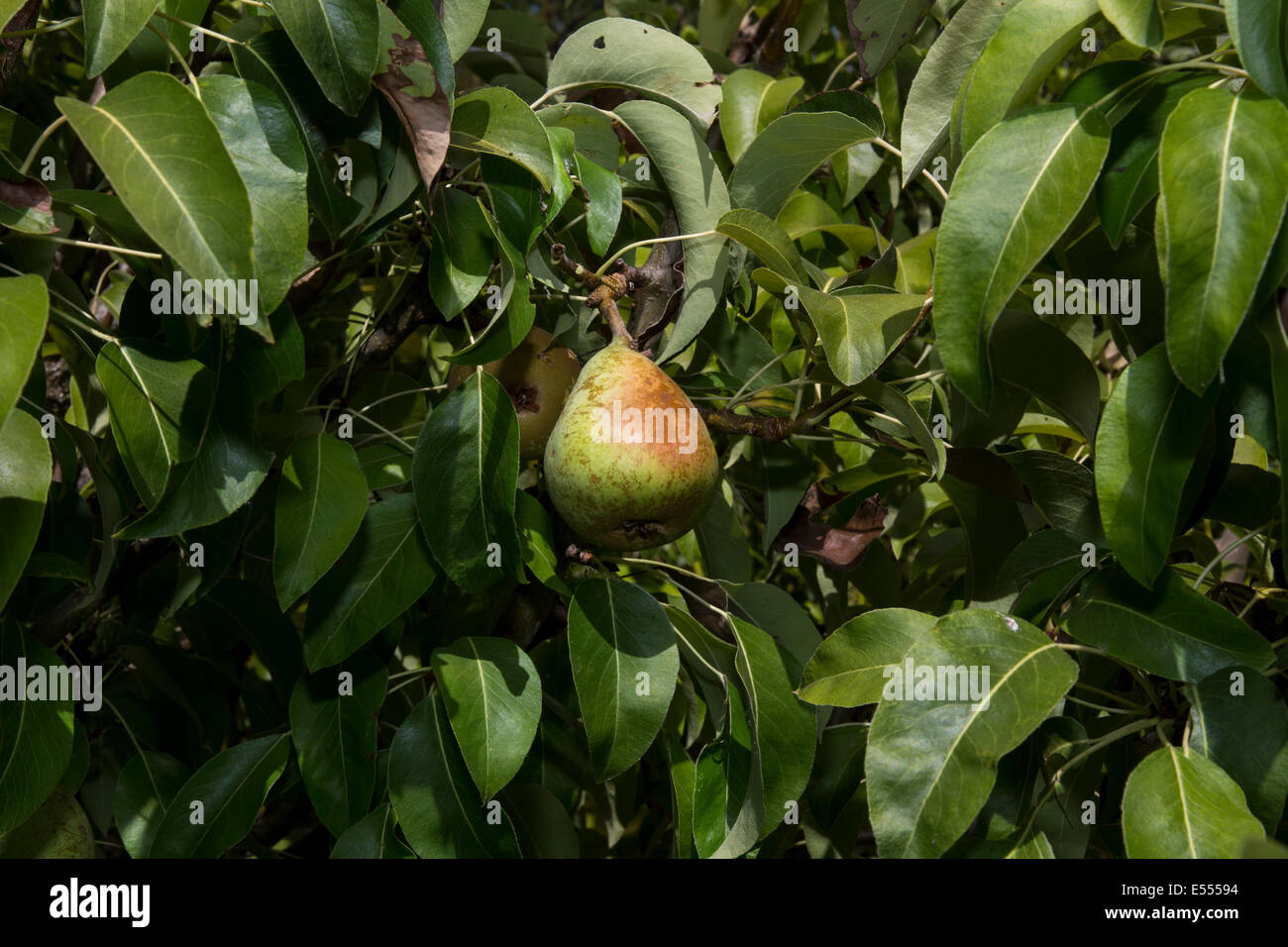 Semi-dwarf d'Anjou pear tree, d'Anjou pear, pear, pears, pear tree ... Semi-dwarf d'Anjou pear tree, d'Anjou pear, pear, pears, pear tree ...