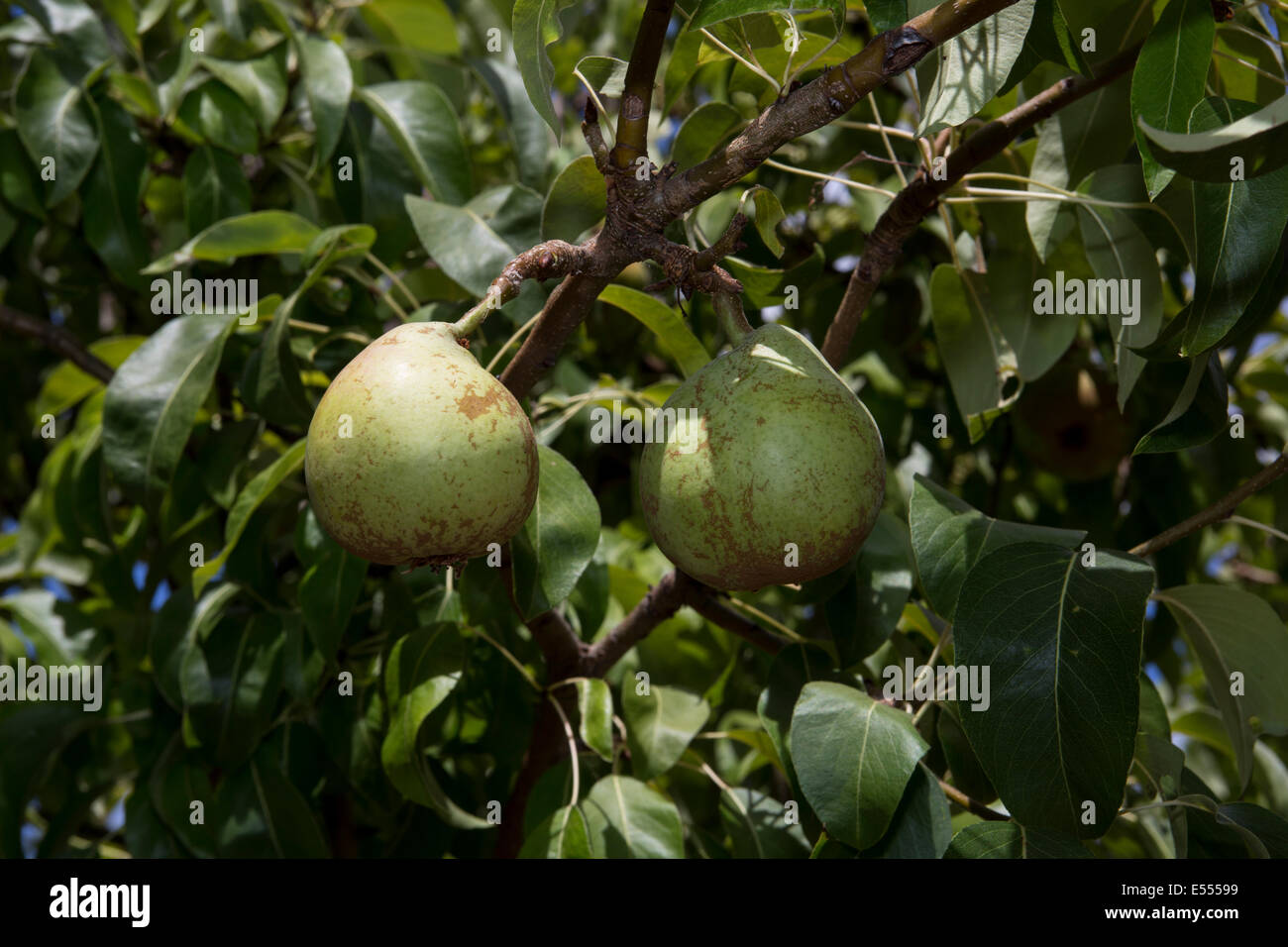 Semi-dwarf d'Anjou pear tree, d'Anjou pear, pear, pears, pear tree ... Semi-dwarf d'Anjou pear tree, d'Anjou pear, pear, pears, pear tree ...