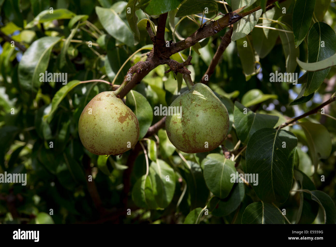 Semi-dwarf d'Anjou pear tree, d'Anjou pear, pear, pears, pear tree ...