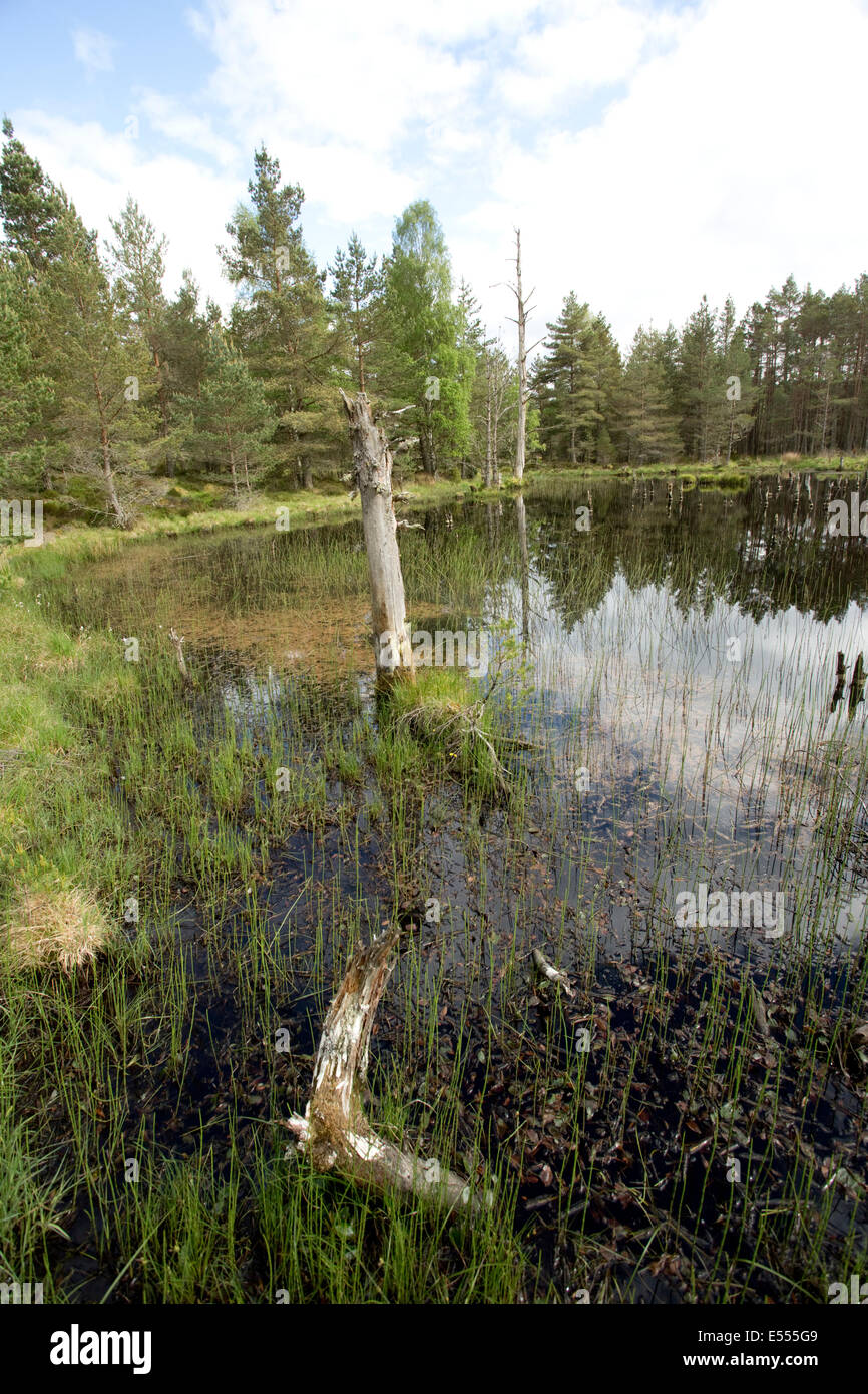 Bog wetland habitat Abernethy National Nature Reserve Loch Garten ...