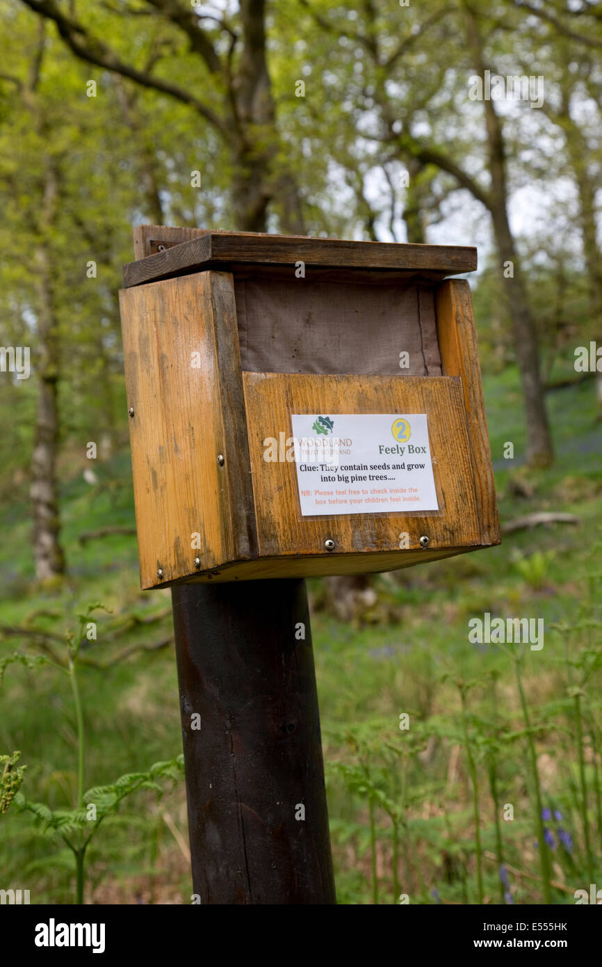Feely box Glen Finglas woodland formerly Royal Hunting Forest Trossachs ...
