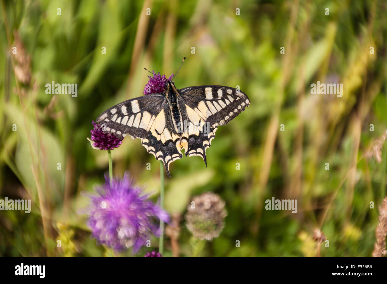 Swiss insects hi-res stock photography and images - Alamy