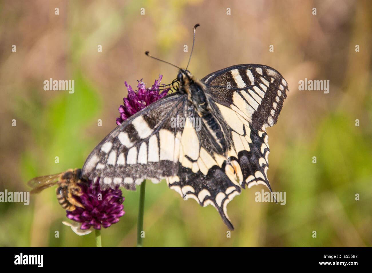 Swiss insects hi-res stock photography and images - Alamy