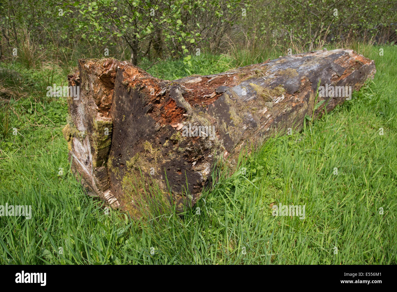 Rotting tree trunk on ground Glen Finglas woodland formerly Royal ...