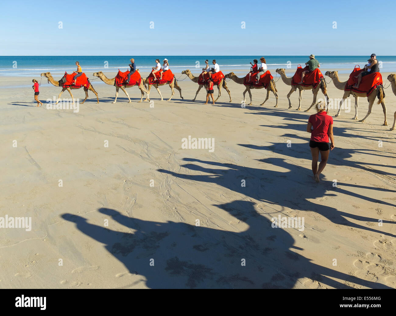 Camel train western australia hi-res stock photography and images - Alamy