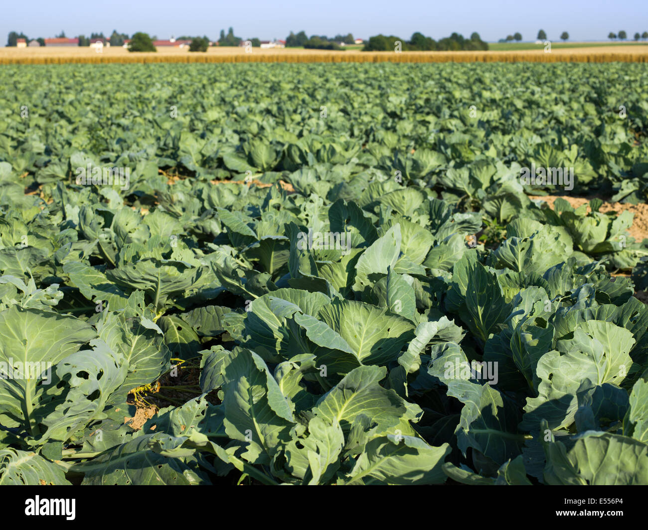 ECO white cabbage field green economy eco-trend Stock Photo - Alamy