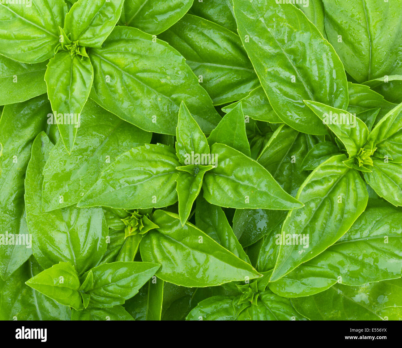 Fresh green basil leaves closeup Stock Photo - Alamy