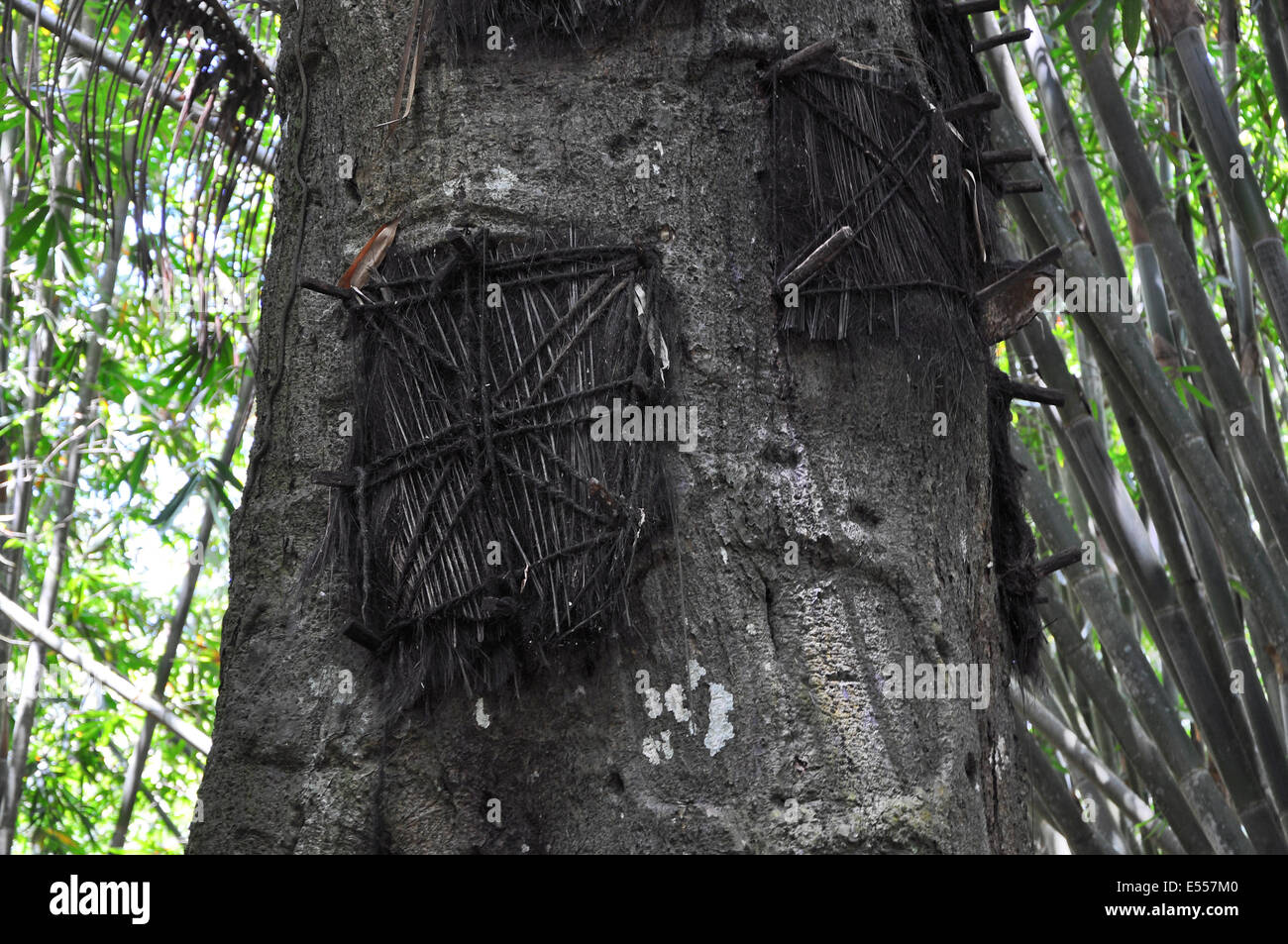 Tree graves for babies, Sangalla, Tana Toraja, Sulawesi, Indonesia ...