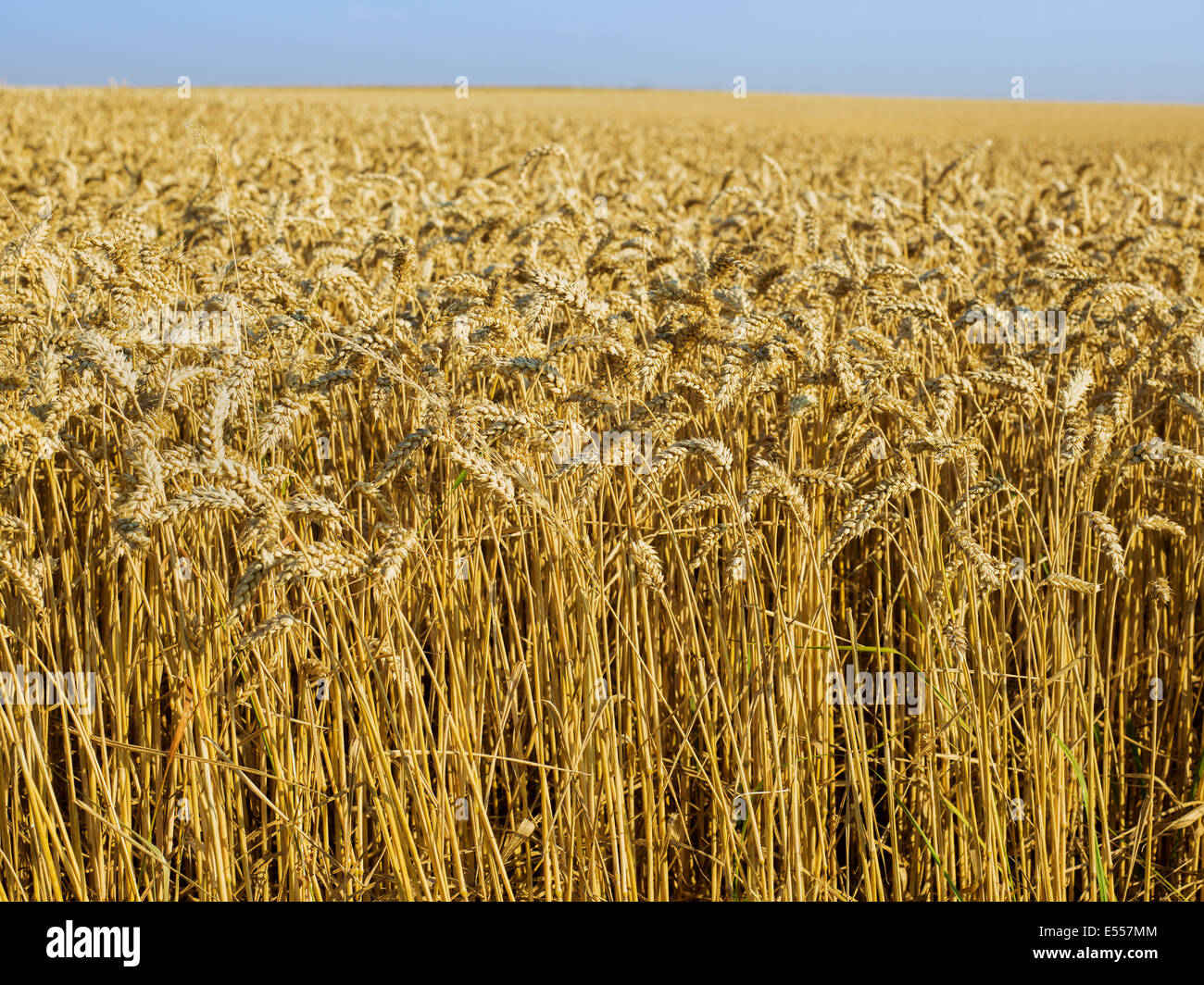 Field ripe for harvest hi-res stock photography and images - Alamy
