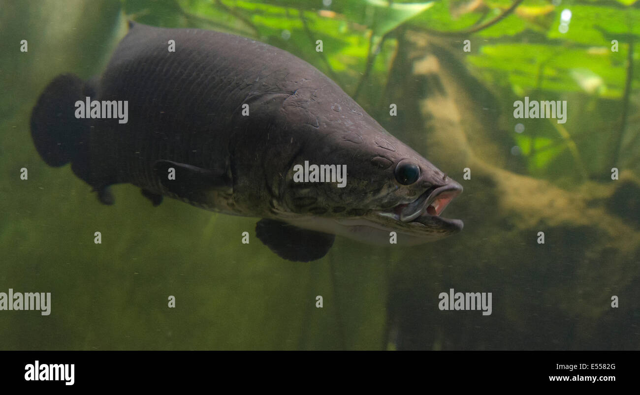 Arapaima Leptosoma