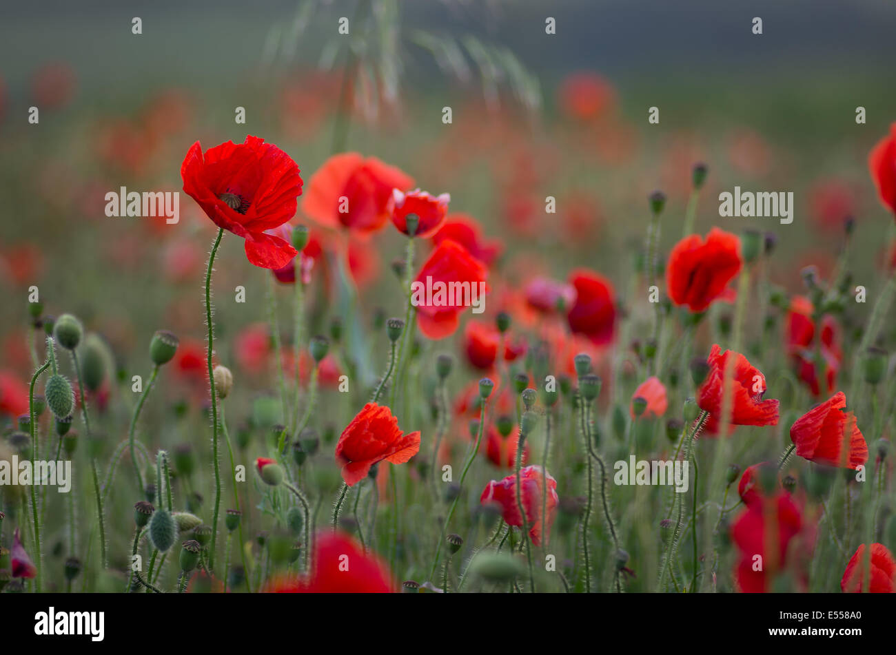 Bold red poppies hi-res stock photography and images - Alamy