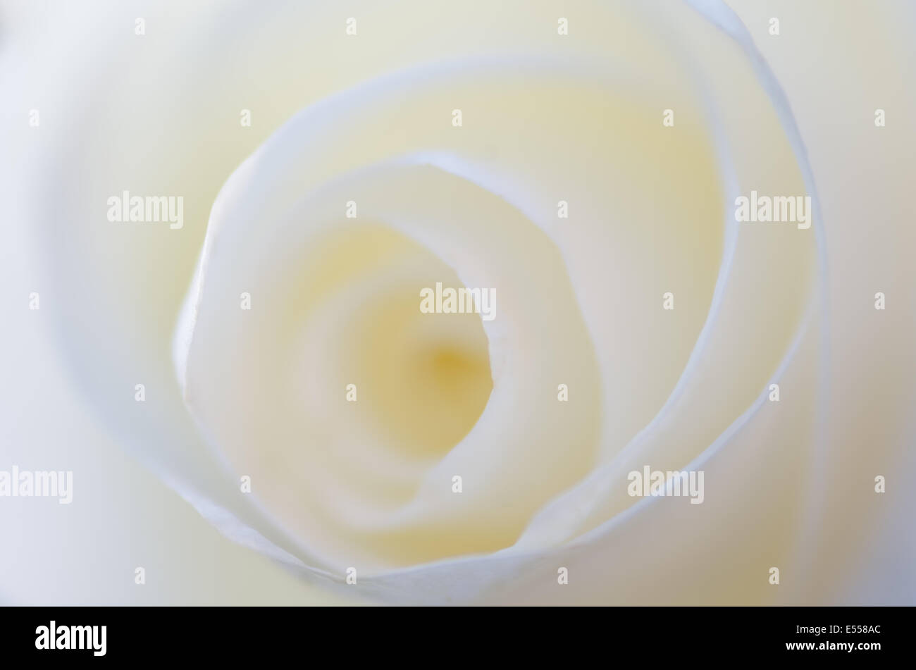 Pure white rose macro Stock Photo - Alamy