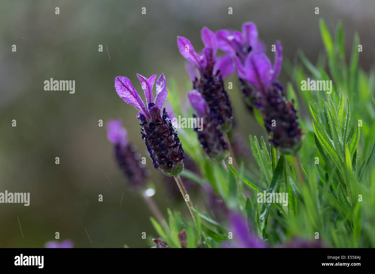 French Lavender in the rain Stock Photo - Alamy