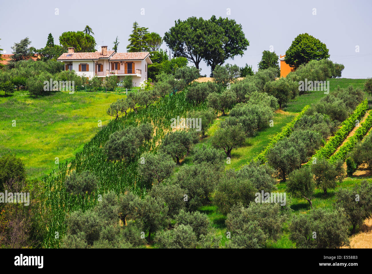 rural landscape with houses standing alone in the province of Tuscany ...