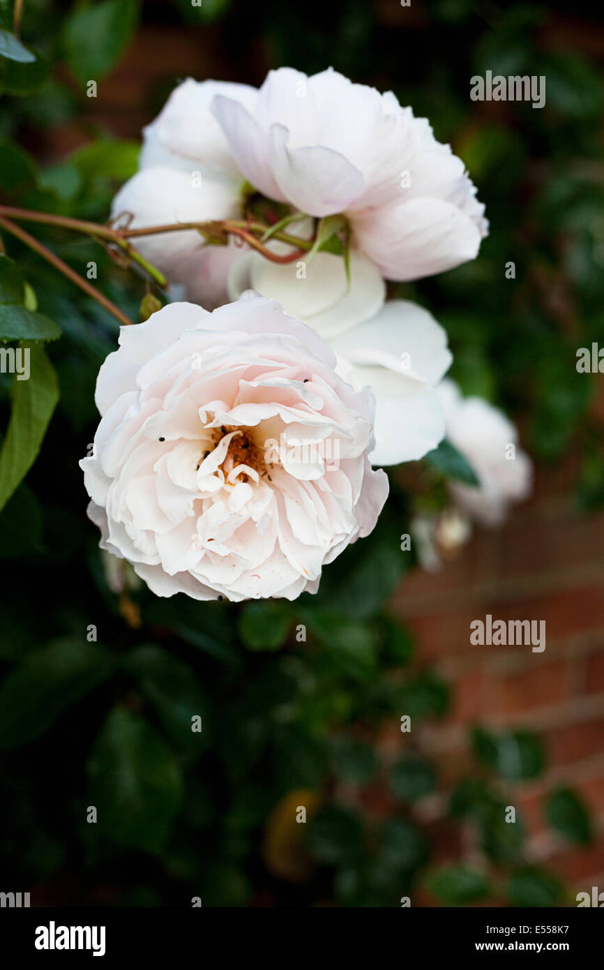 Iceberg rose garden uk hi-res stock photography and images - Alamy