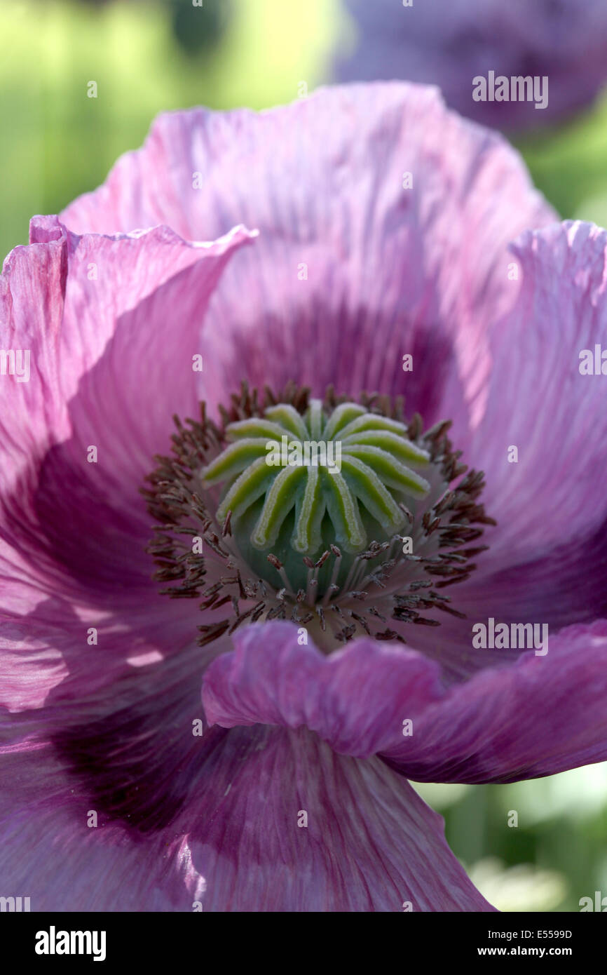 Purple poppies hi-res stock photography and images - Alamy