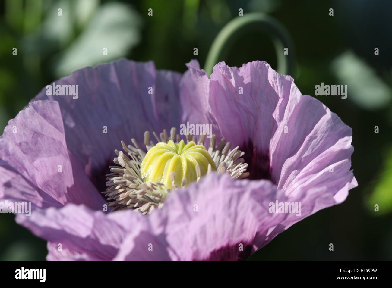 Purple poppies hi-res stock photography and images - Alamy