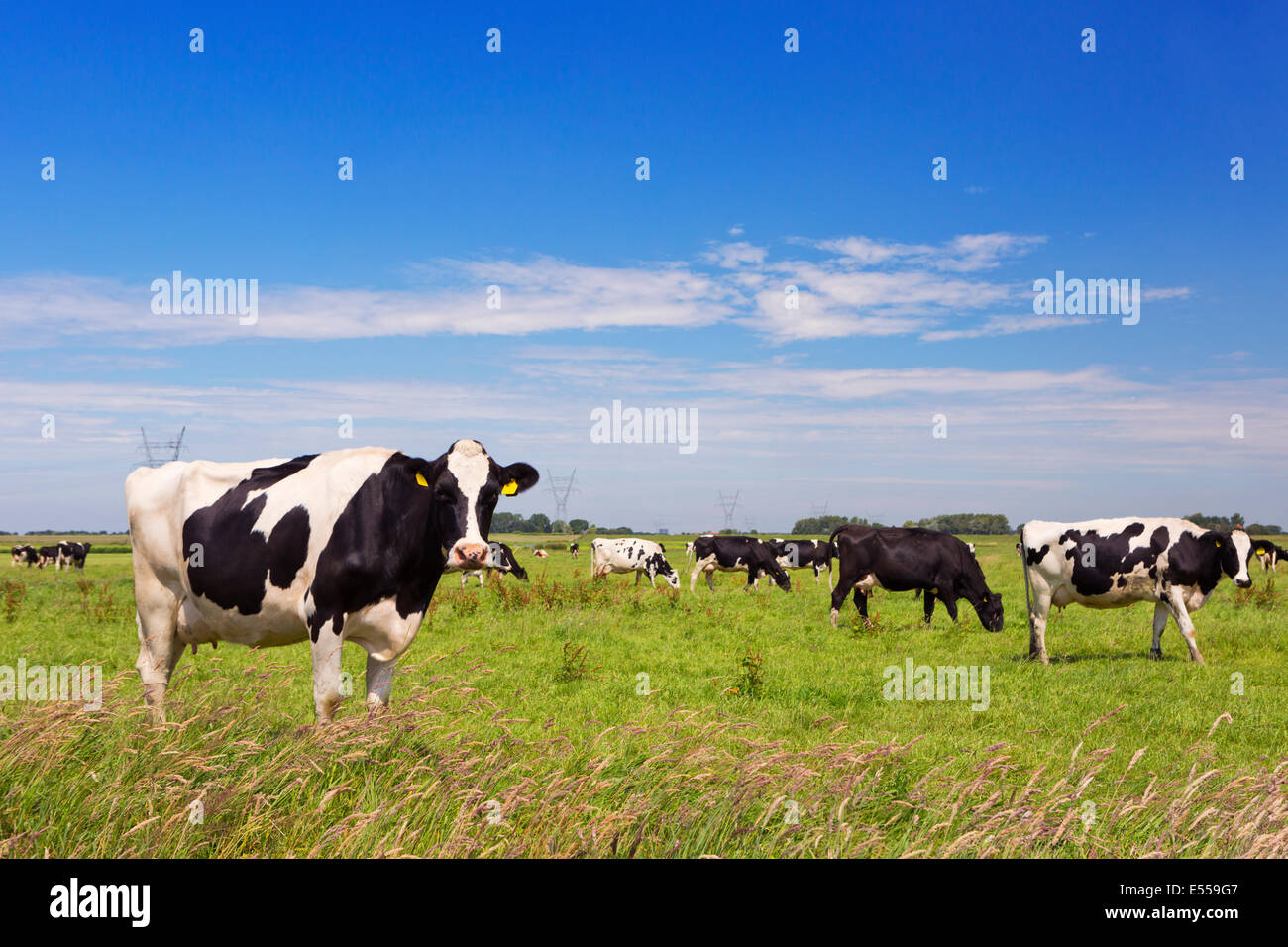 Cows in a field Stock Photo - Alamy