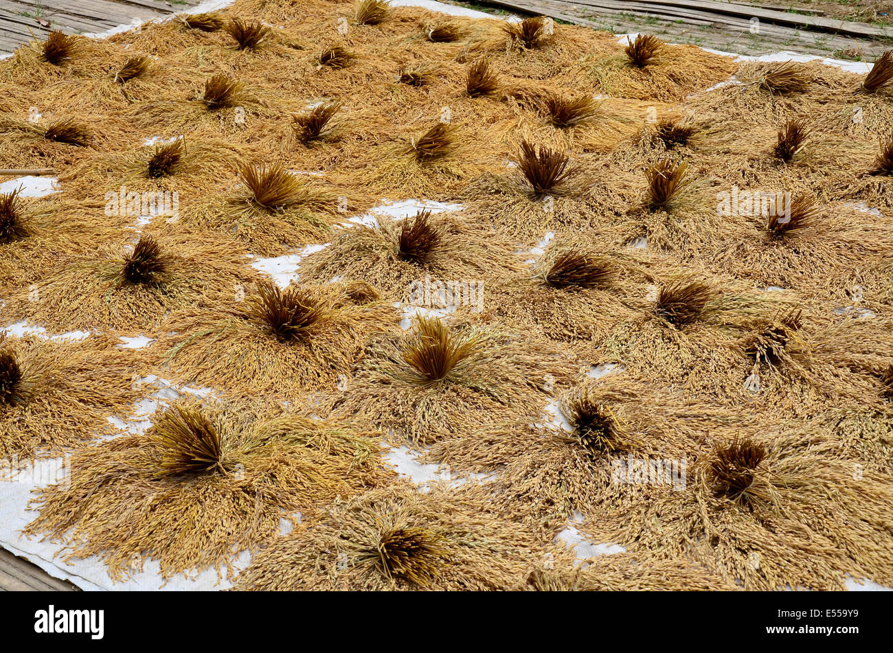 Typical dry rice hi-res stock photography and images - Alamy