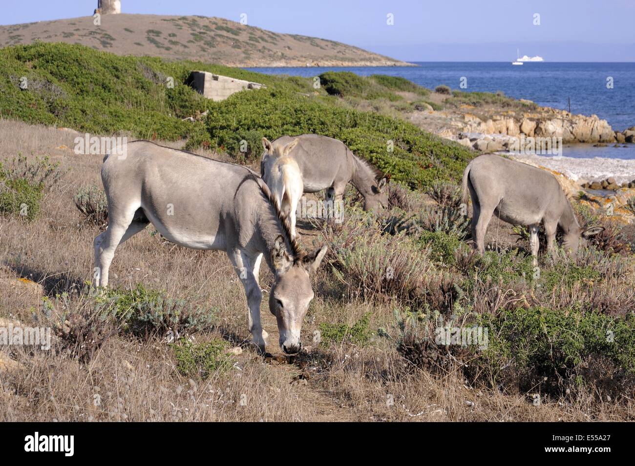 Italy, Sardinia, national park of Asinara, the donkeys endemic to the ...