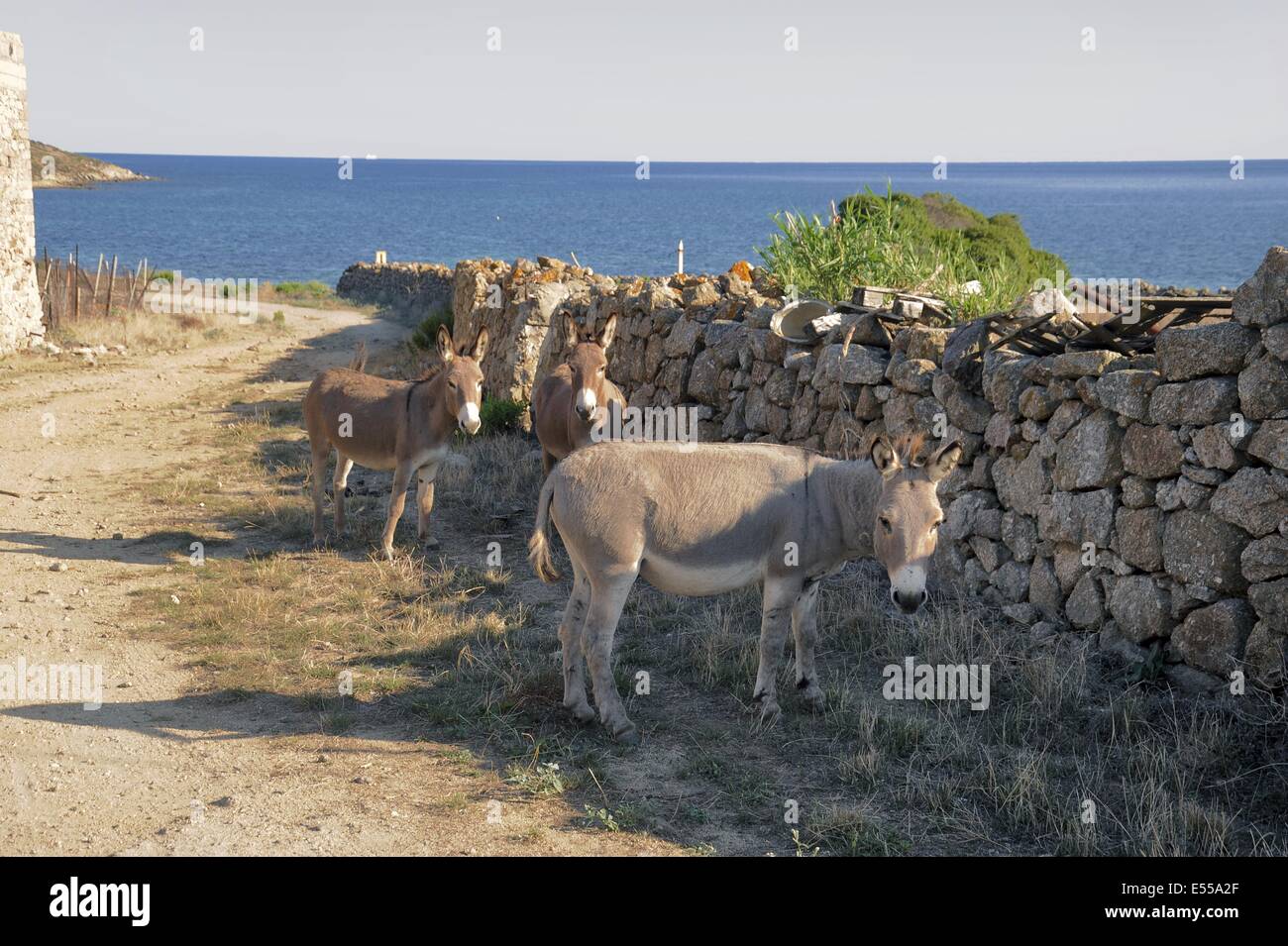 Italy, Sardinia, national park of Asinara, the donkeys endemic to the ...