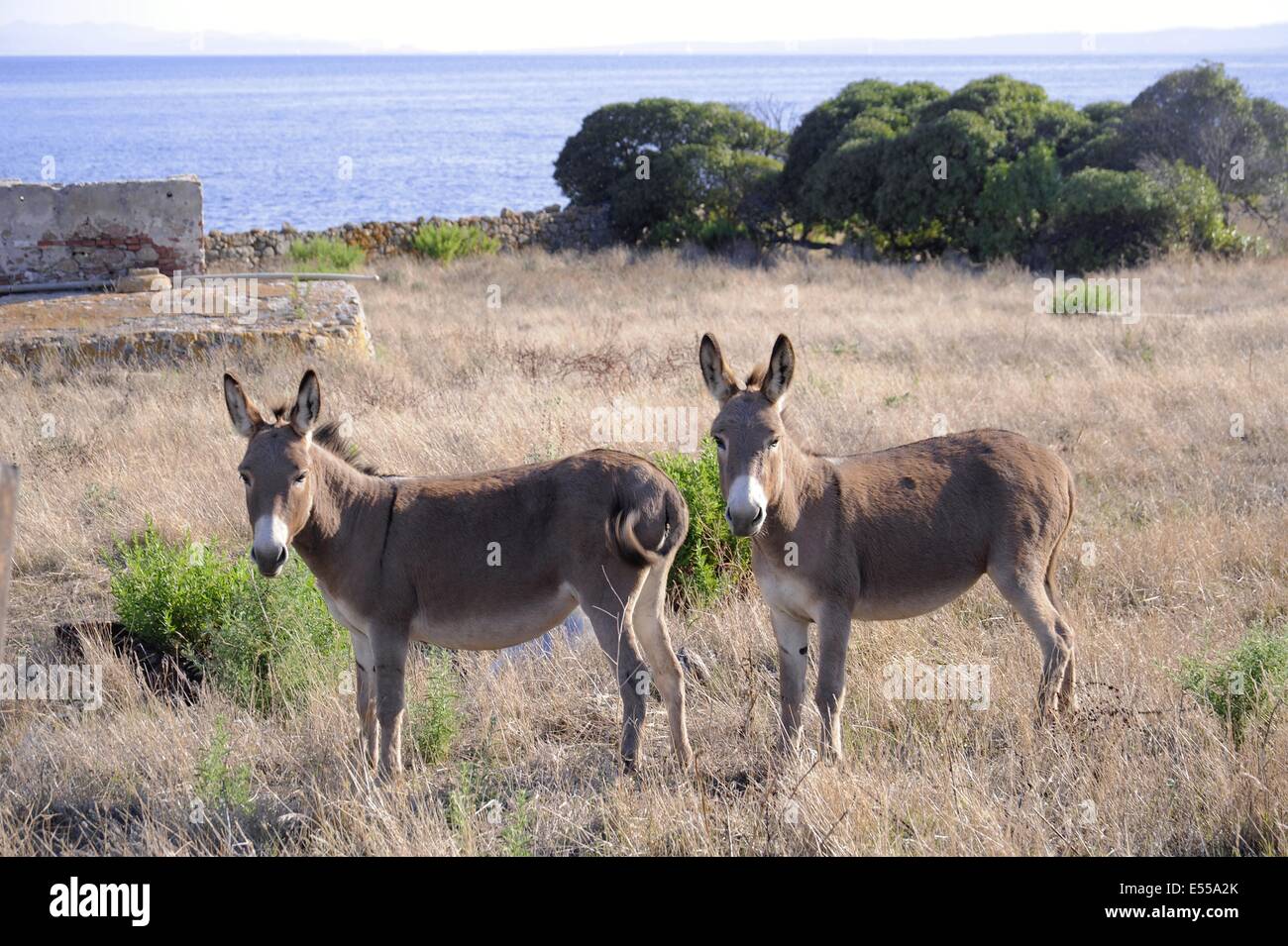 Italy, Sardinia, national park of Asinara, the donkeys endemic to the ...