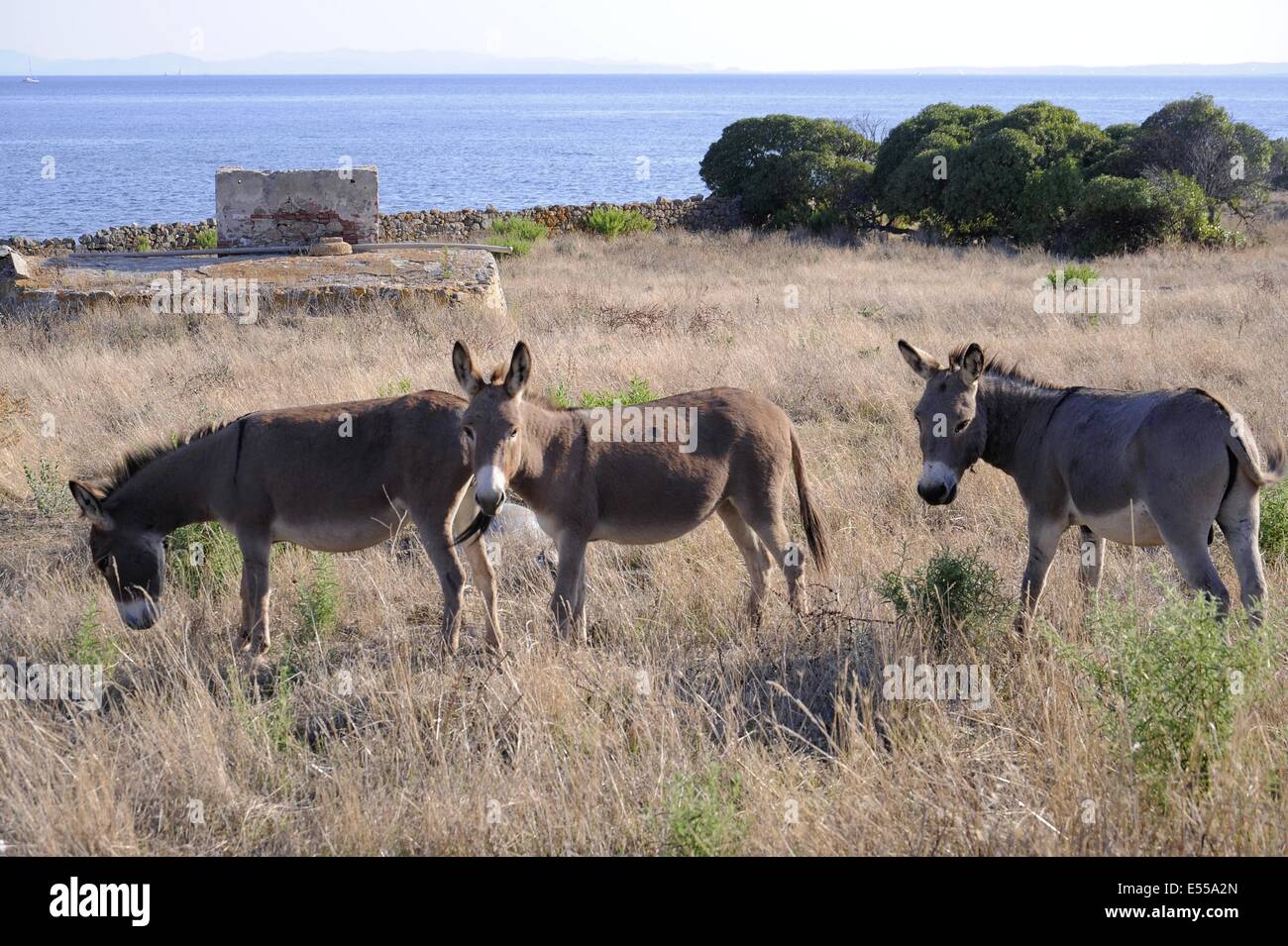 Italy, Sardinia, national park of Asinara, the donkeys endemic to the ...