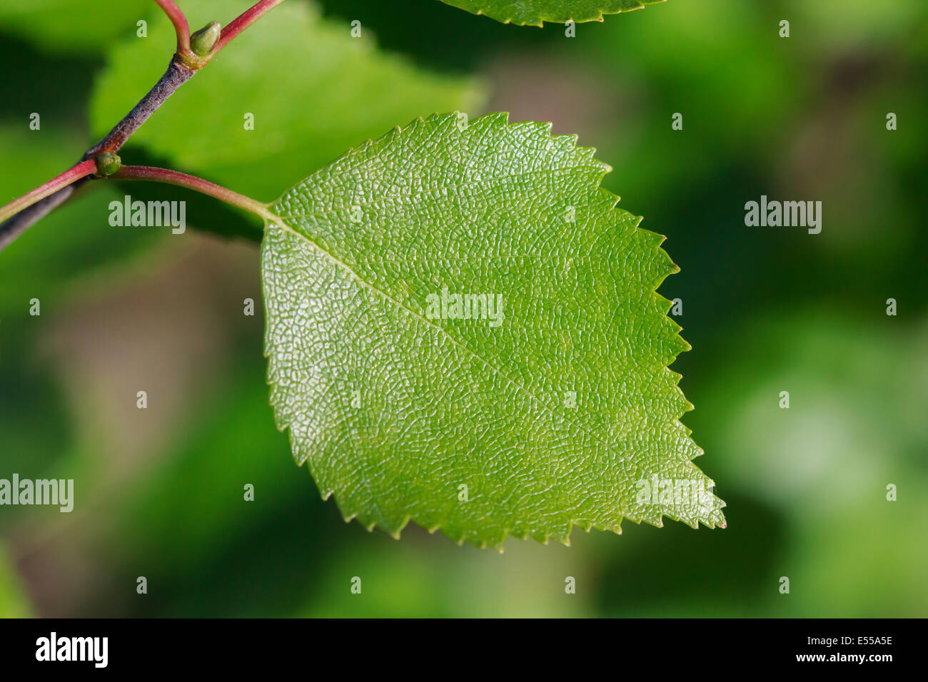Closeup of a birch leaf Stock Photo - Alamy