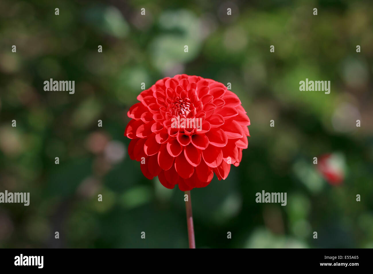 A single red flower Stock Photo - Alamy
